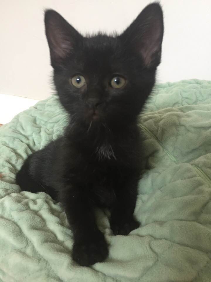 Willow - The Avery Foundation