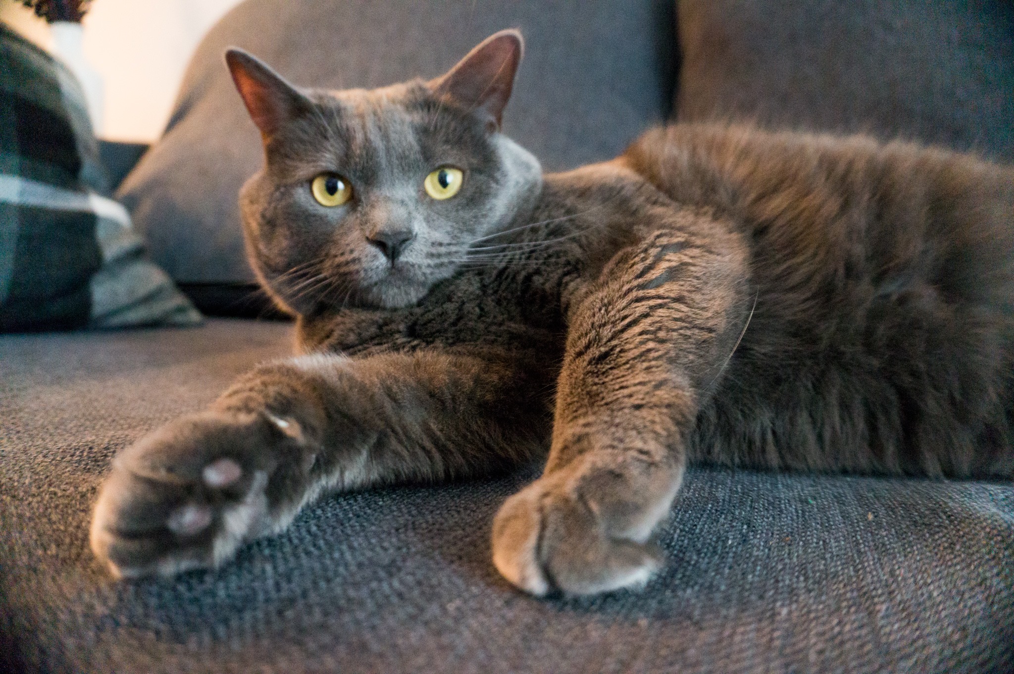 odie2 - The Avery Foundation