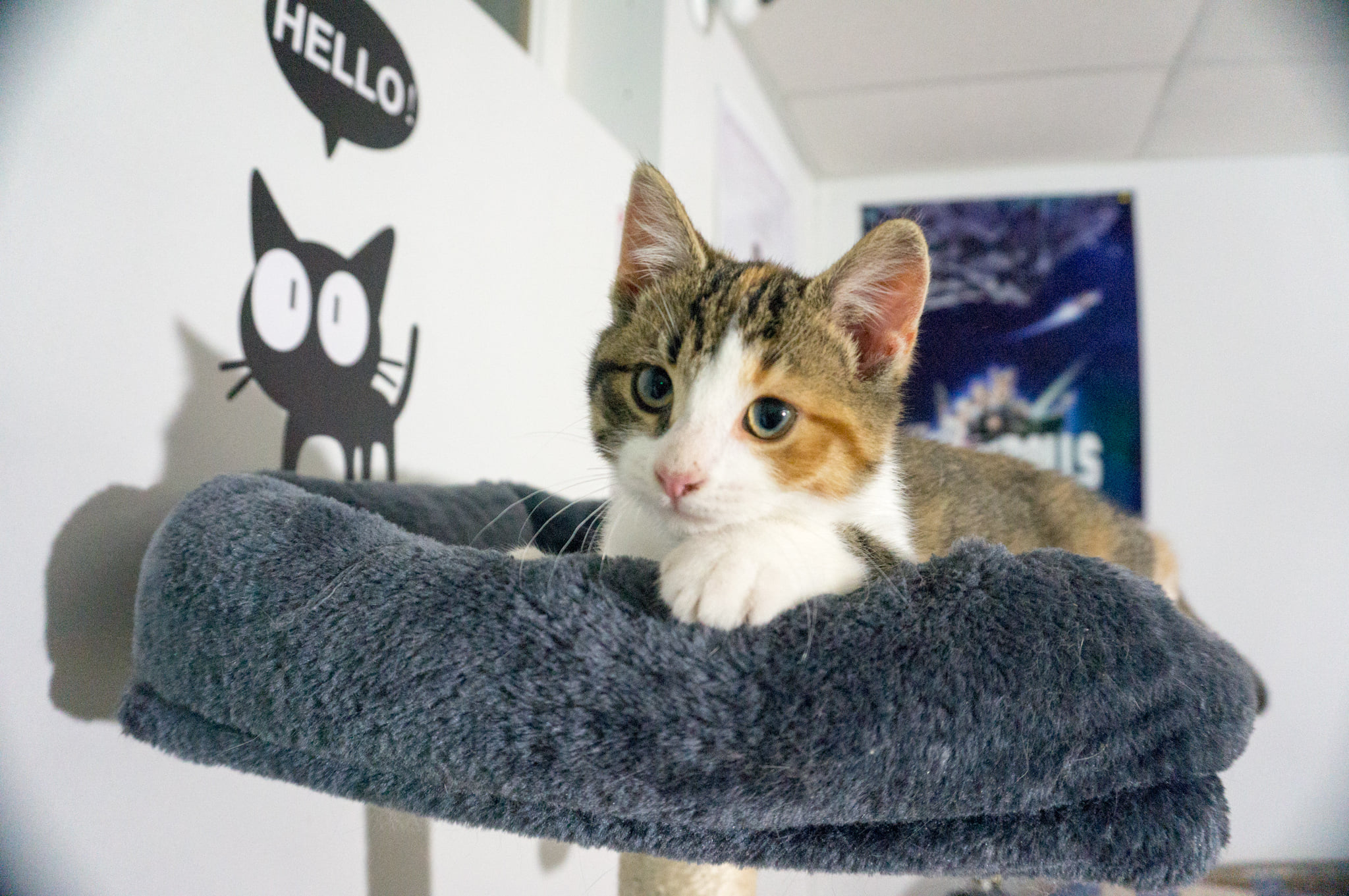 Penelope2 - The Avery Foundation