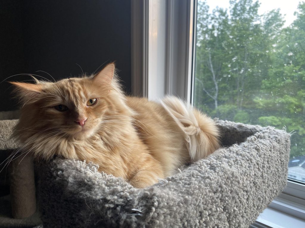 Fig - The Avery Foundation