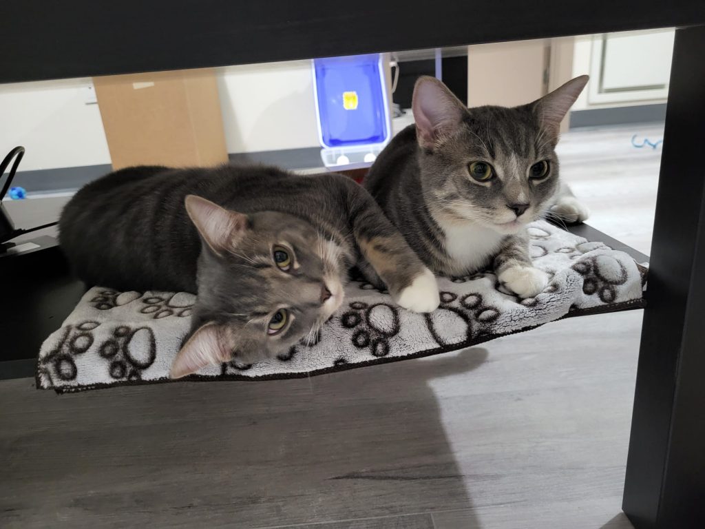 Pipit & Veery - The Avery Foundation